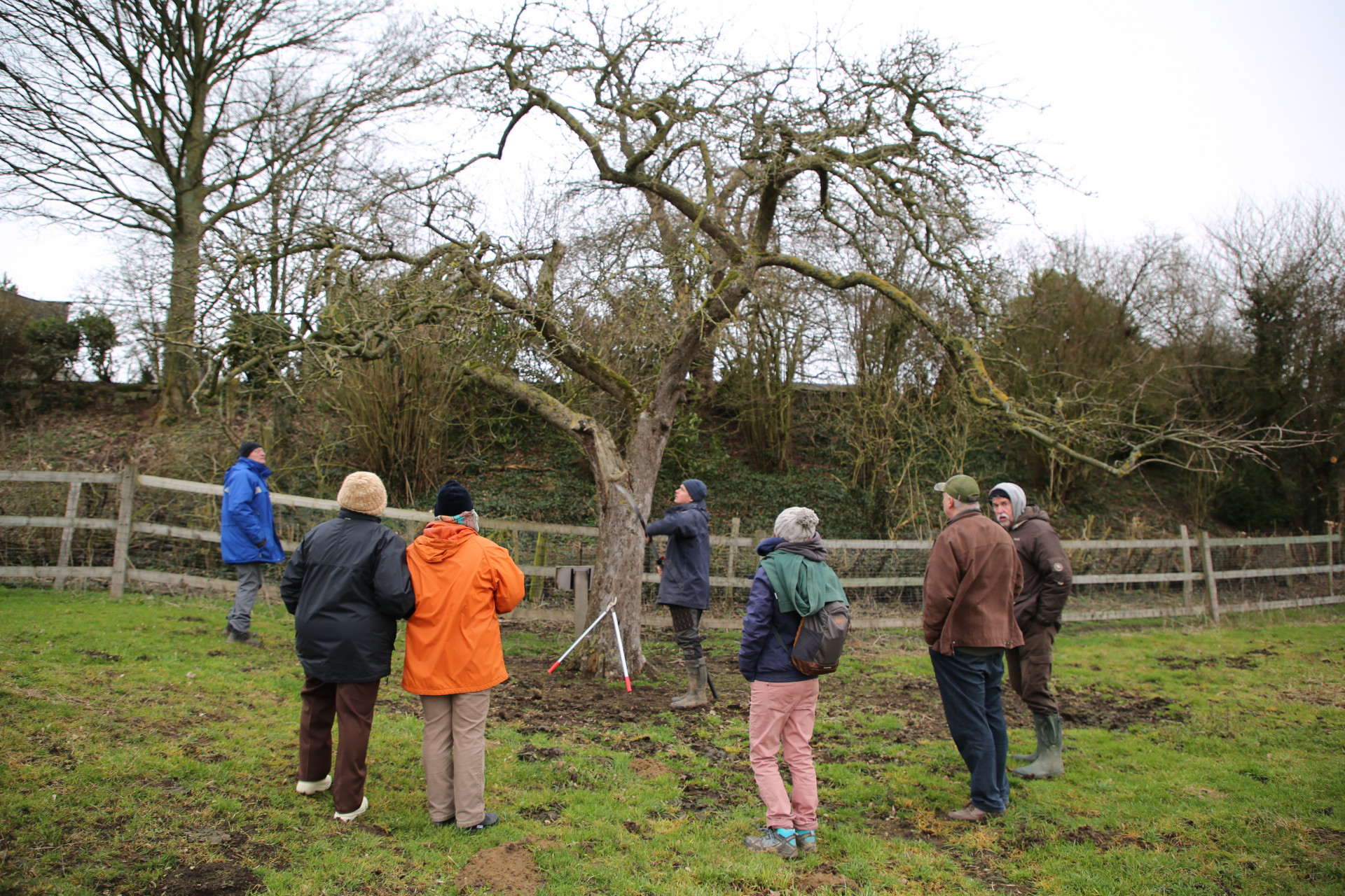 Découvrez comment tailler un fruitier | CC Pévèle Carembault